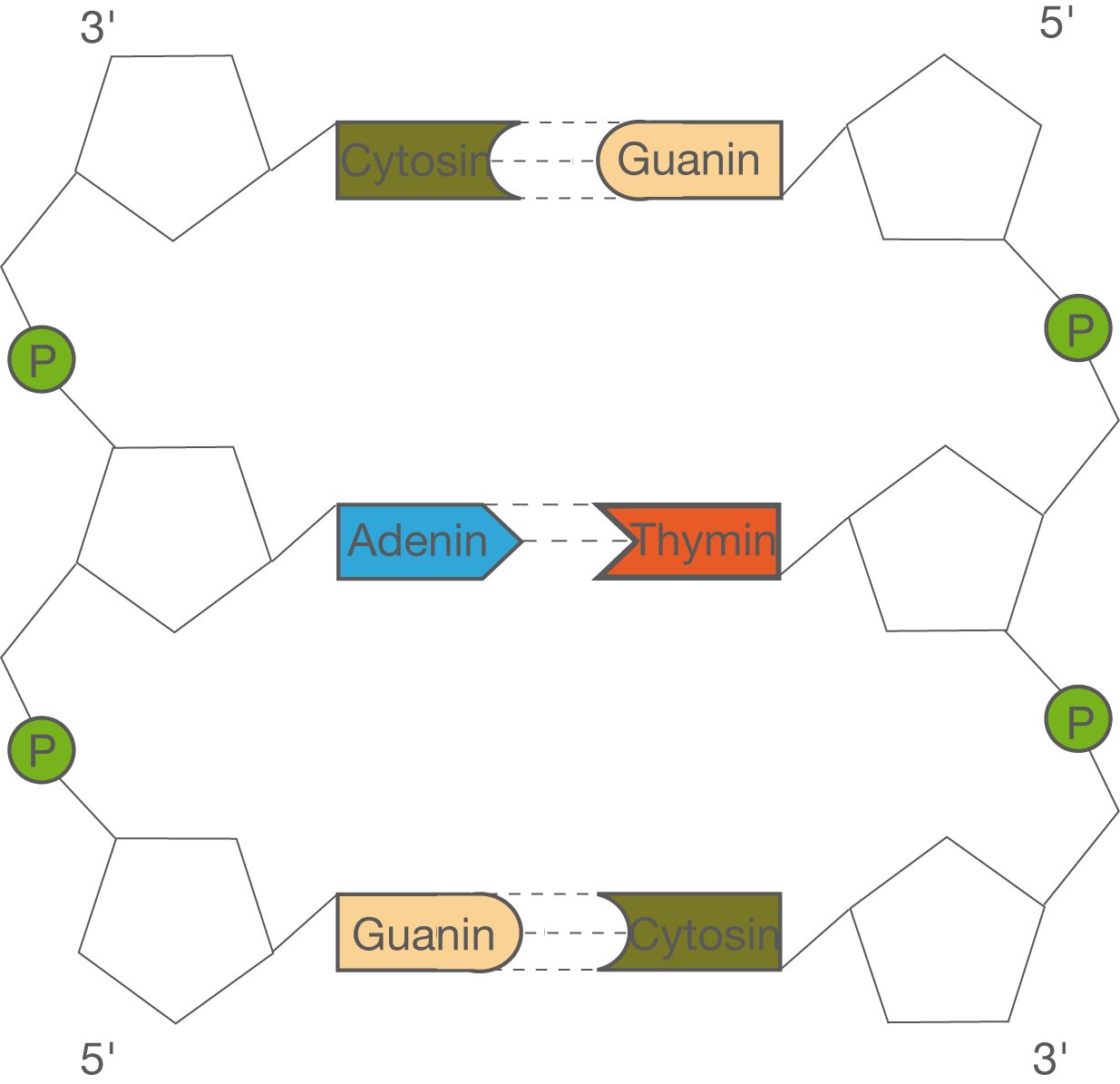 Molekulare Genetik: DNA (Digitales Schulbuch Bio)