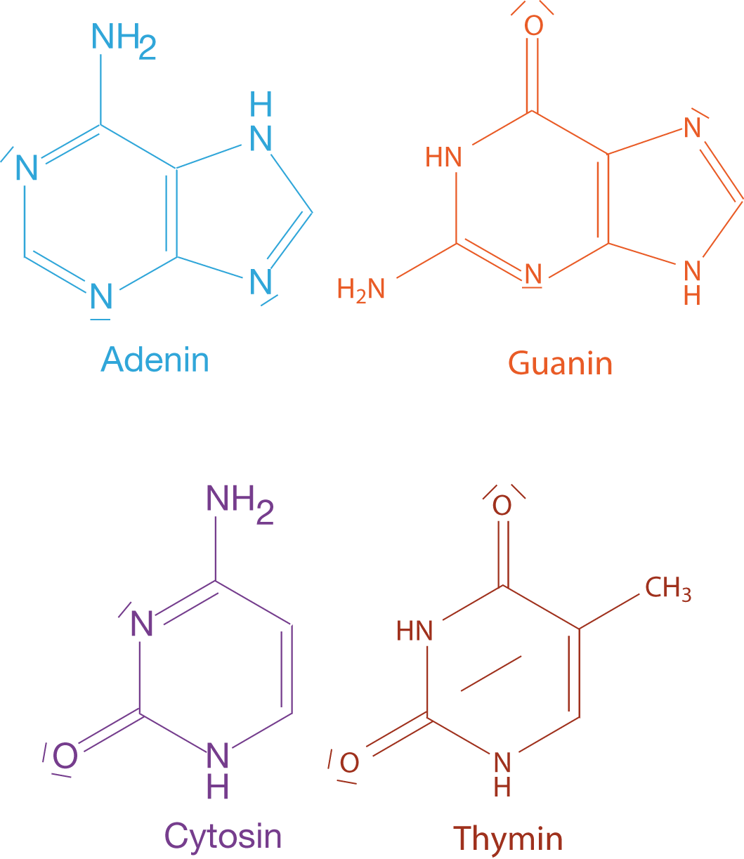 Molekulare Genetik: DNA (Digitales Schulbuch Bio)