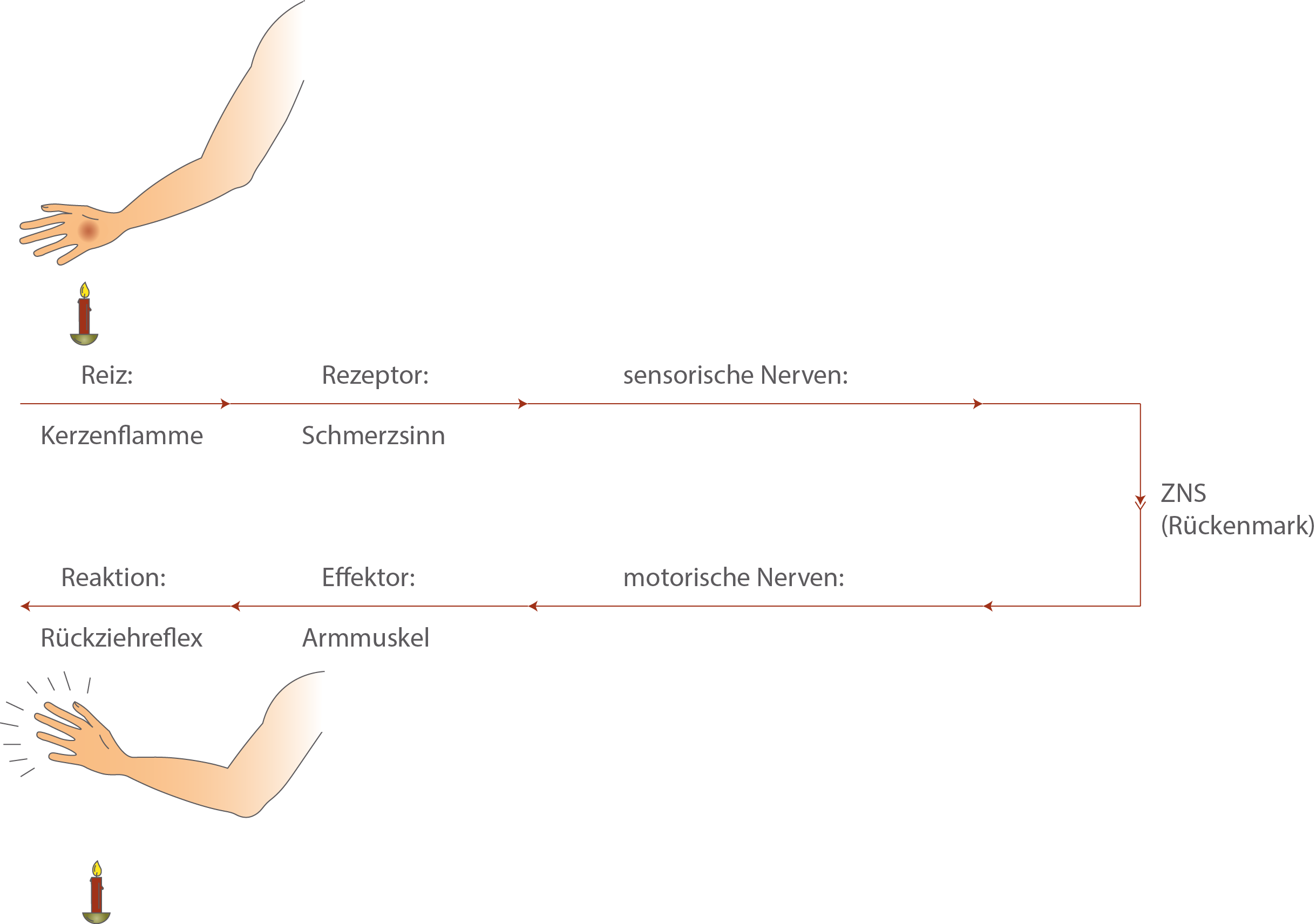 Reflextypen Beispiele : Muskeldehnungsreflex: So funktioniert der ...