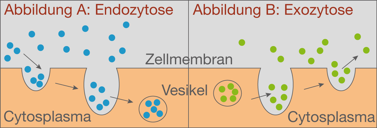 Cytologie: Zellinteraktion (Digitales Schulbuch Bio)