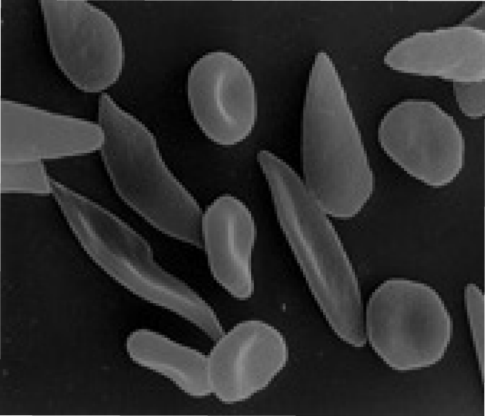 Blutkreislauf - Physiologie - Bio - Digitales Schulbuch - Skripte ...