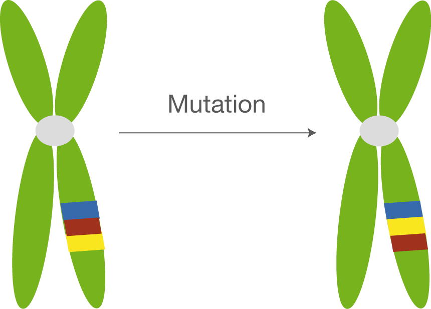 Mutationen - Genetik - Bio - Digitales Schulbuch - Skripte - SchulLV.de