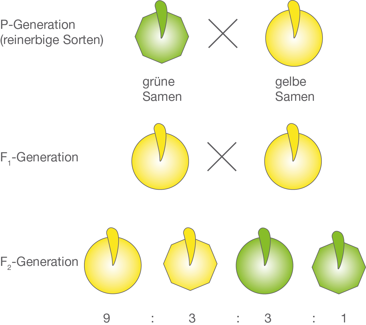 Mendelsche Regeln Erbsen , Gregor Mendel: Die drei mendelschen Regeln ...
