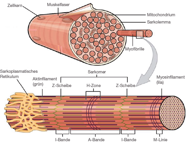 Muskel - Neurobiologie - Bio - Digitales Schulbuch - Skripte - SchulLV.de