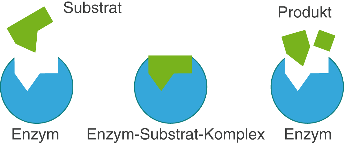 Enzyme - Cytologie - Bio - Digitales Schulbuch - Skripte - SchulLV.de
