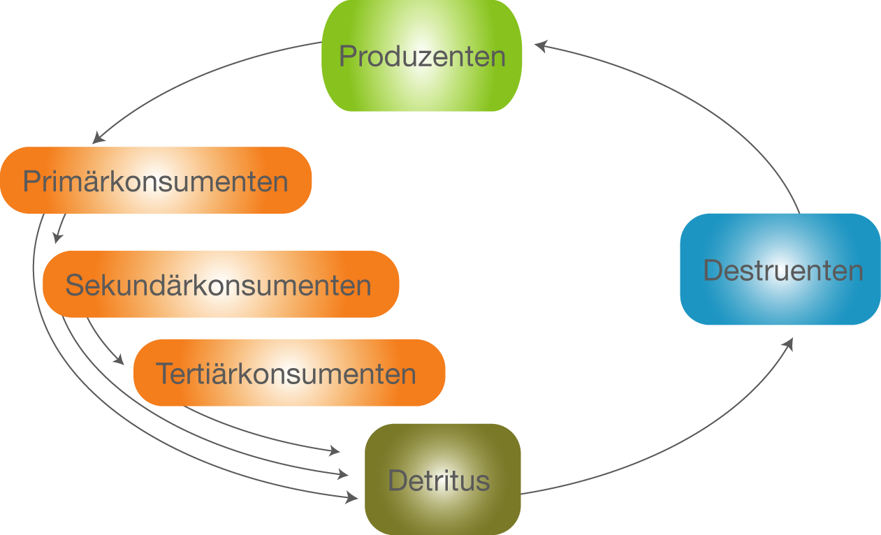 Nahrungsnetz Beispiel