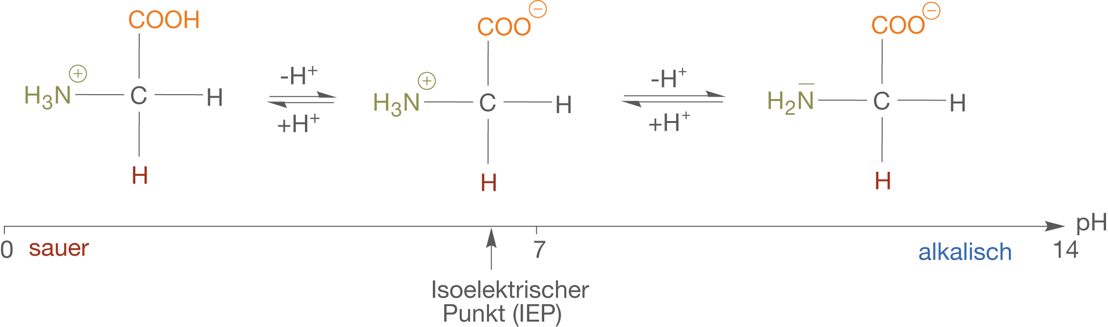 Isoelektrischen Punkt Berechnen