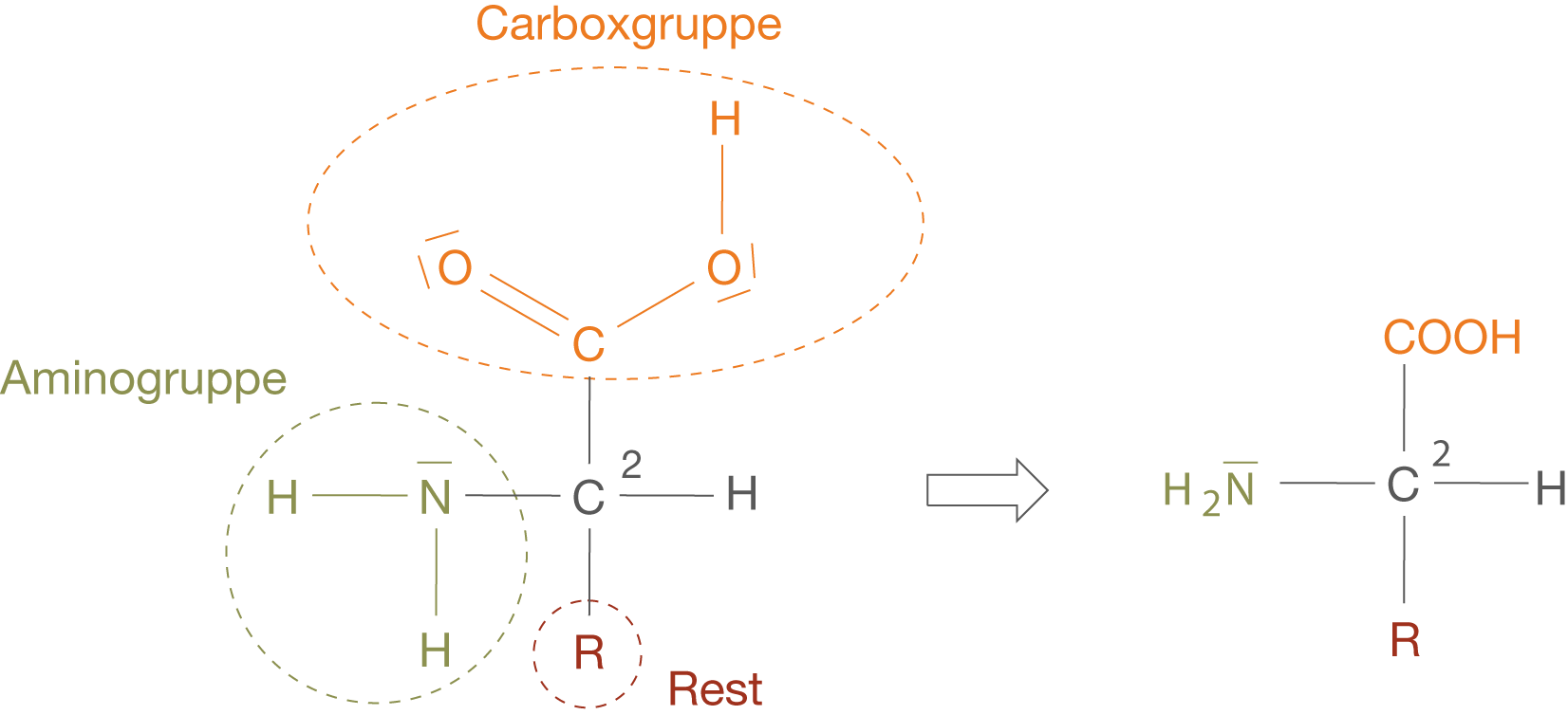 Naturstoffe: Aminosäuren (Digitales Schulbuch Chemie)