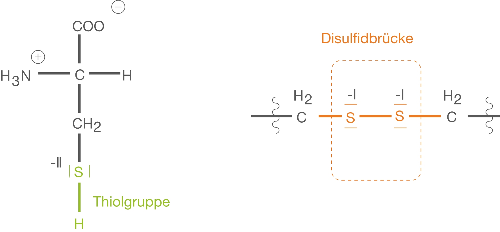 Naturstoffe: Peptide und Proteine (Digitales Schulbuch Chemie)