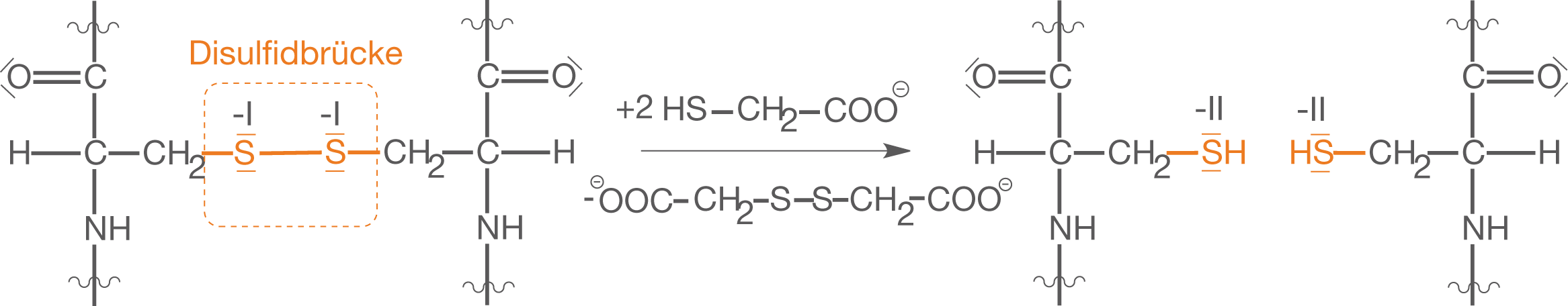 Naturstoffe: Peptide und Proteine (Digitales Schulbuch Chemie)