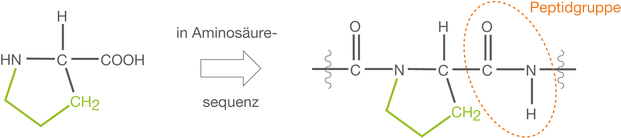Naturstoffe: Peptide und Proteine (Digitales Schulbuch Chemie)