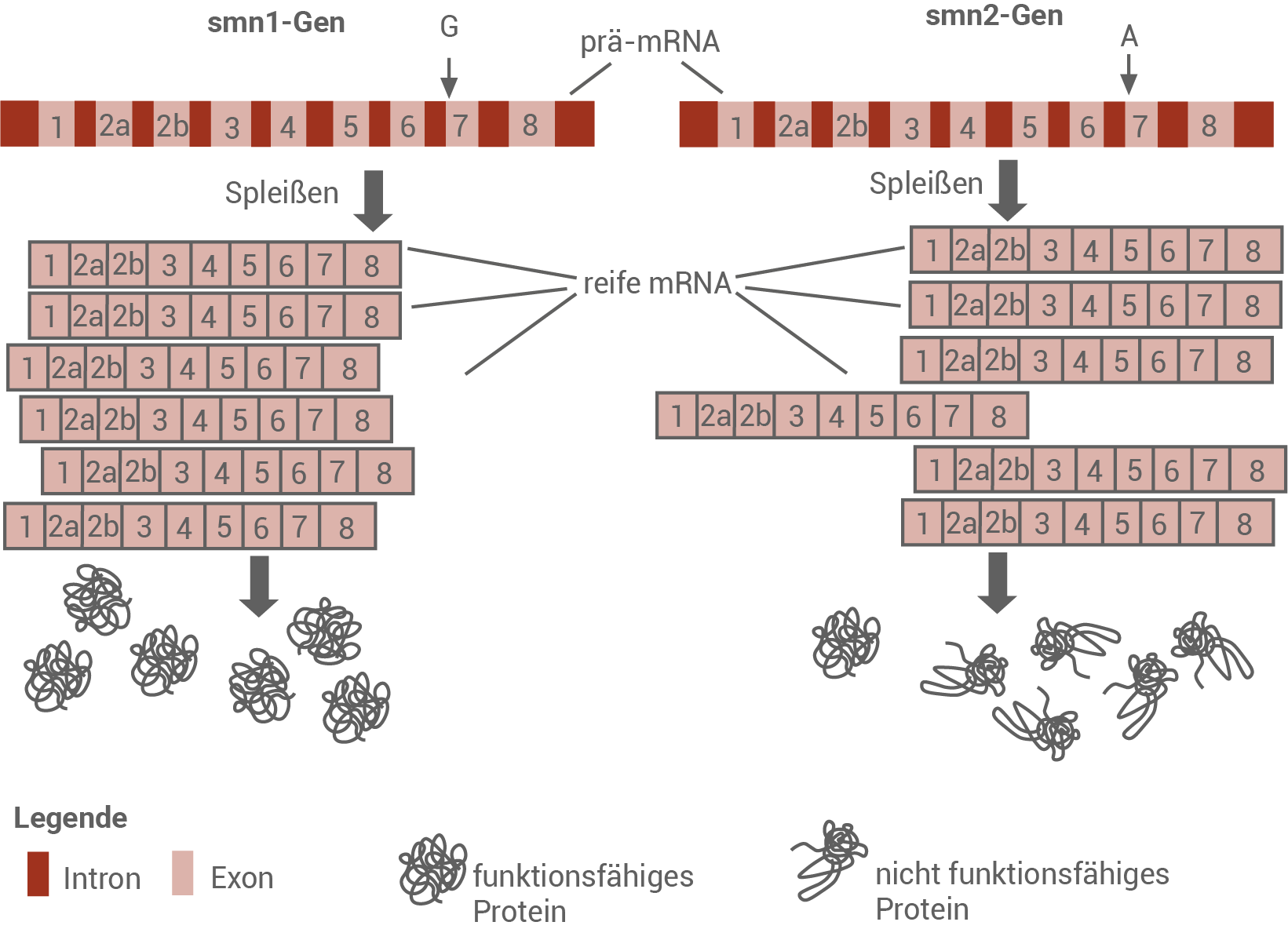 Aufgabe 5 – Neurobiologie, Genetik | SchulLV